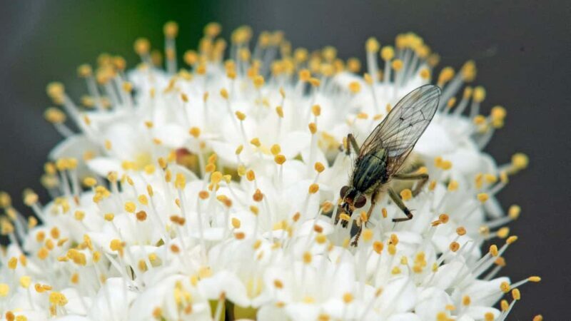 Bordano: Butterfly House Guided Tour with Lunch - The Value of the Experience