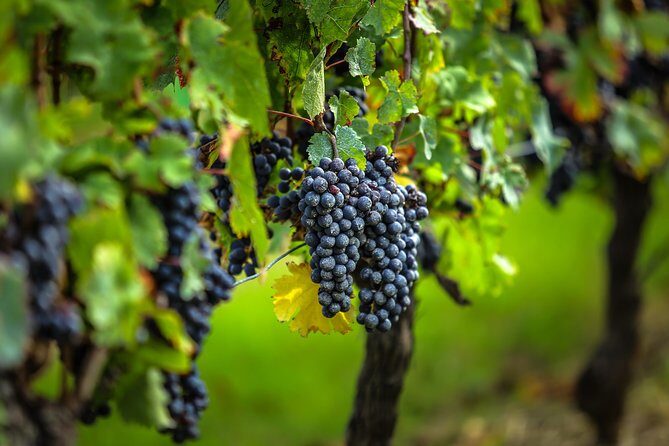 Bordeaux Cruise Port Shore Excursion: Full-Day Private Medoc Wine Tour - Final Thoughts