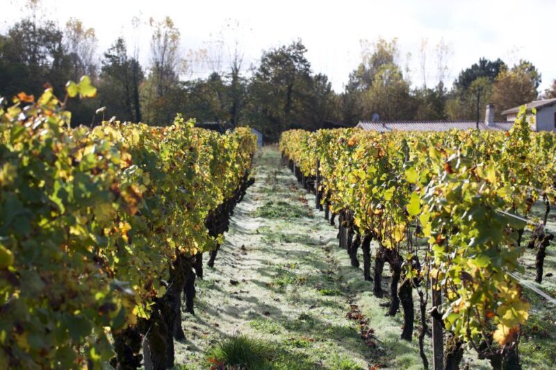 Bordeaux : Full Day Wine Tastings & Lunch - Final Thoughts