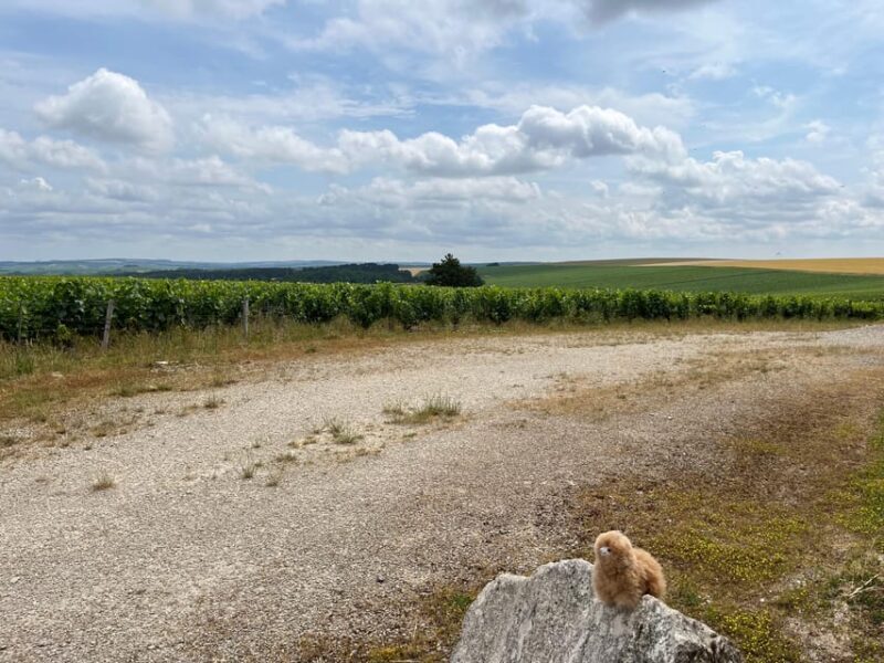 Bordeaux Private Walking & Tasting Tour - Exploring Bordeaux in a Nutshell