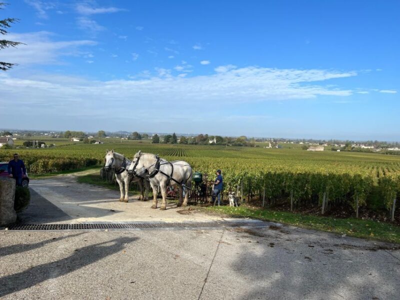 Bordeaux: Saint-Émilion wine tour in a small group - FAQ