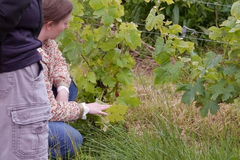 Bordeaux: St. Emilion Wine and E-Bike Tour with Lunch - Why This Tour Works Well