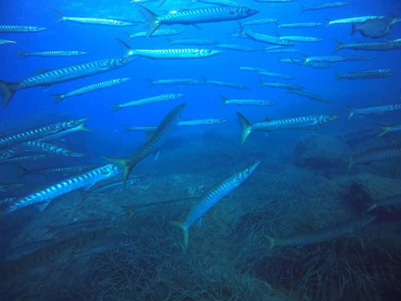 Bormes-les-Mimosas: Introductory diving session - A Closer Look at the Experience