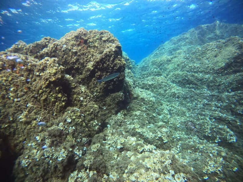 Bormes-les-Mimosas: Introductory diving session - Frequently Asked Questions