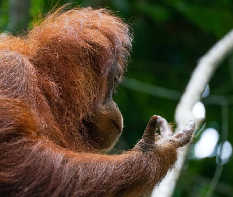 Borneo: 3 Days Orangutan River Cruise from Pangkalan Bun - The Boat and Logistics