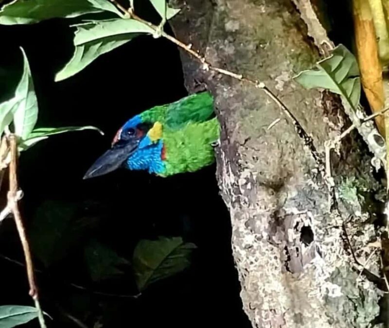 Borneo: 3 Days Orangutan River Cruise from Pangkalan Bun - Is It Worth the Price?