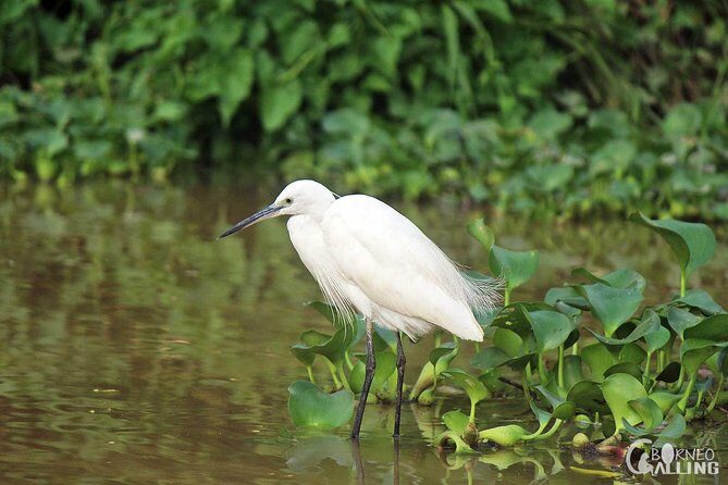 Borneo Kinabatangan River Cruise Day Trip - Starting the Day: Pickup and Journey to the River