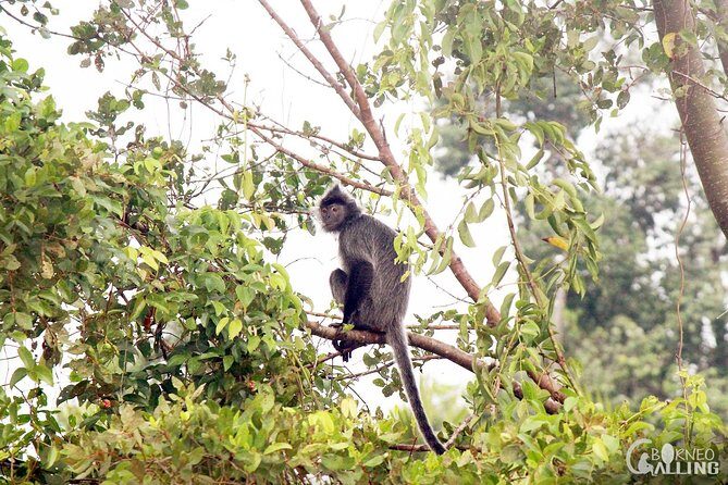 Borneo Kinabatangan River Cruise Day Trip - The River Safari: Wildlife in Motion