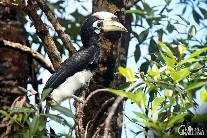 Borneo Kinabatangan River Cruise Day Trip - Return Journey: Heading Back to Sandakan