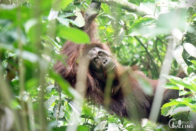 Borneo Kinabatangan River Cruise Day Trip - What’s Good About It