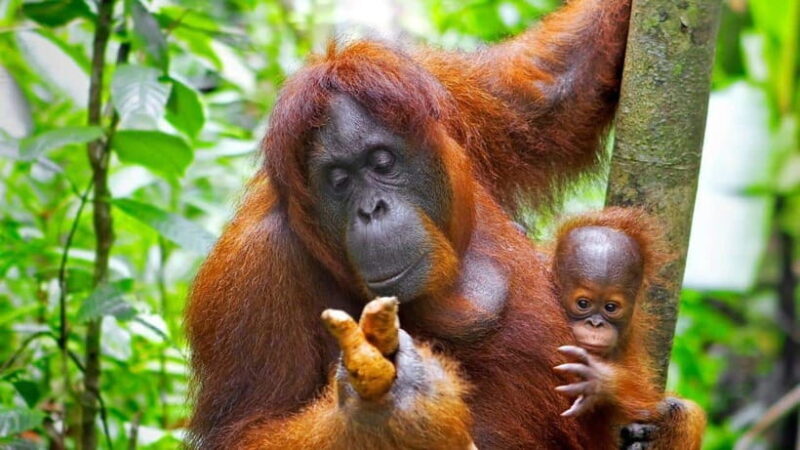 Borneo : Orangutan, Proboscis Monkey, and Sun Bear Tour - A Deep Dive into the Wildlife Tour Experience