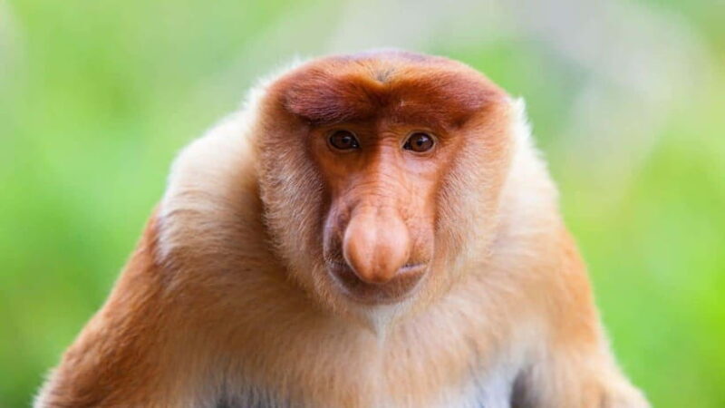 Borneo : Orangutan, Proboscis Monkey, and Sun Bear Tour - FAQs
