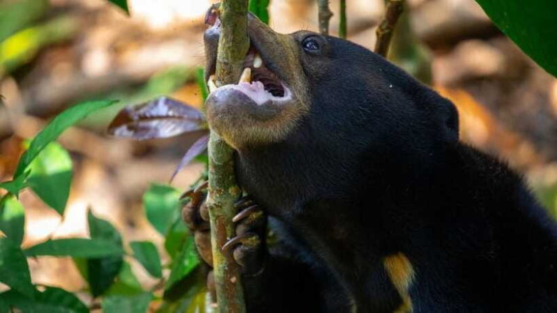 Borneo : Orangutan, Proboscis Monkey, and Sun Bear Tour - Final Thoughts