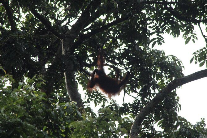 Borneo Wildlife Tour 3 Days 2 Nights At Tanjung Bulat Jungle Camp Kinabatangan - Key Points