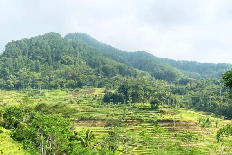 Borobudur: Nepal Van Java & Selogriyo Rice Terraces Private - What is this tour all about?