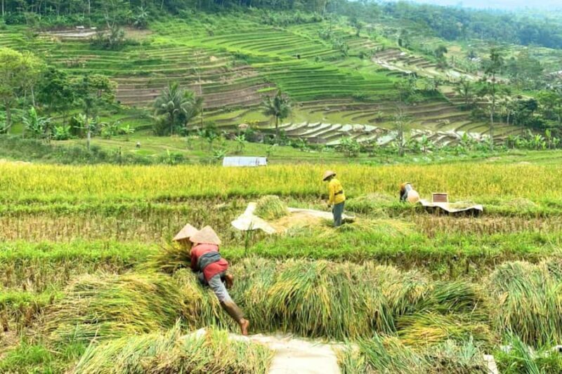 Borobudur: Nepal Van Java & Selogriyo Rice Terraces Private - FAQs