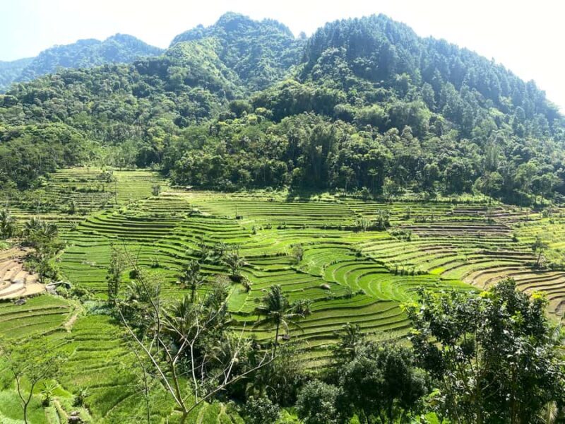 Borobudur & Selogriyo Rice Terraces Private Tour with Lunch - Breaking Down the Itinerary