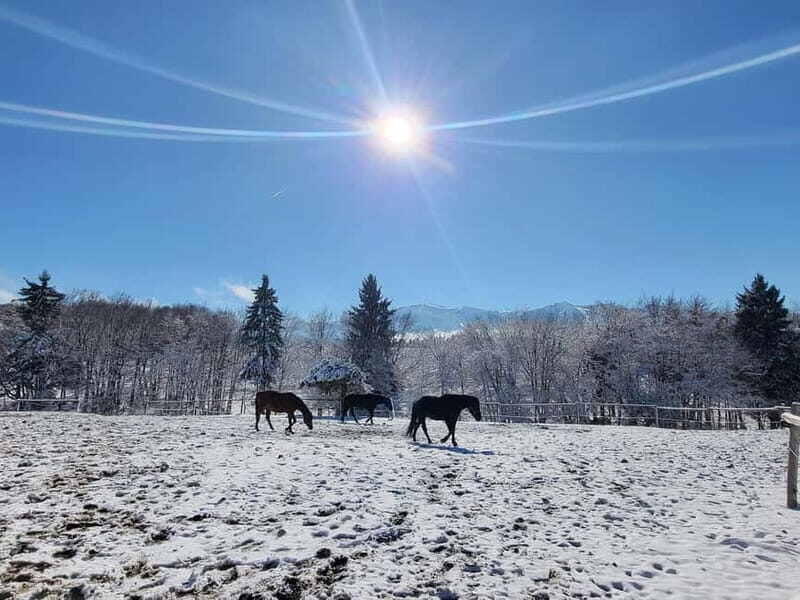 Borovets: Horse Riding Experience - The Scenic Ride and Surrounding Area