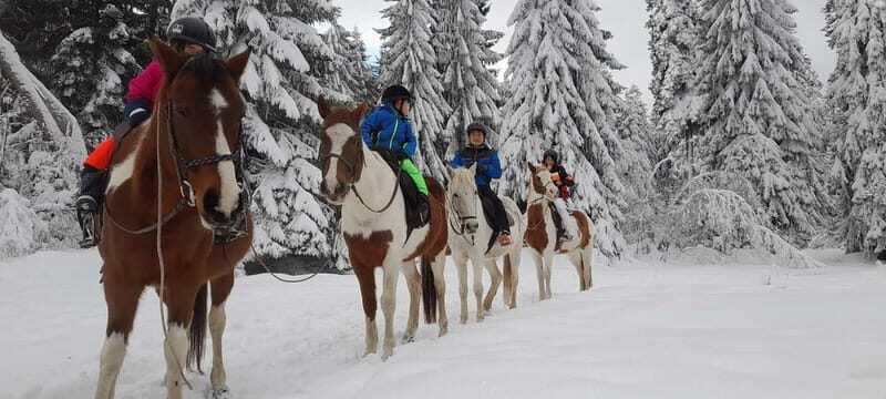 Borovets: Horse Riding Experience - Practical Details: Timing, Cost, and Group Size
