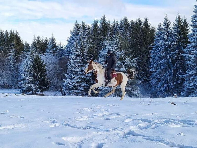 Borovets: Horse Riding Experience - Final Thoughts: Who Will Love This Experience?