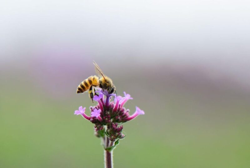 Bosa: discover the products of the beehive - Key Points