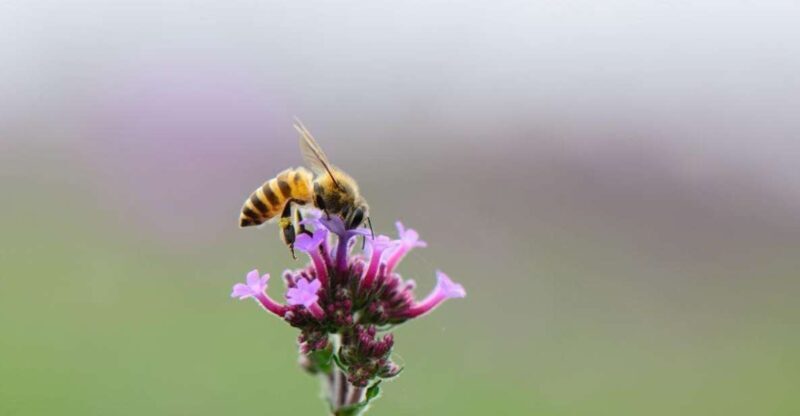 Bosa: discover the products of the beehive - Who Should Consider This Experience?