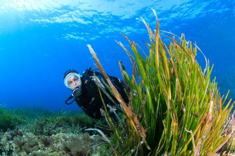 Bosa: Scuba Diving for Beginners in the Bosa Gulf - What to Expect from Your Bosa Gulf Scuba Adventure