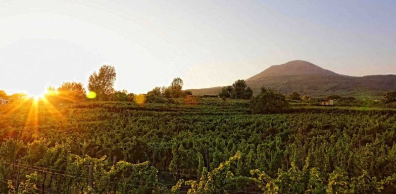 Boscotrecase: Vesuvius Wine Tasting Tour With Lunch - Key Points