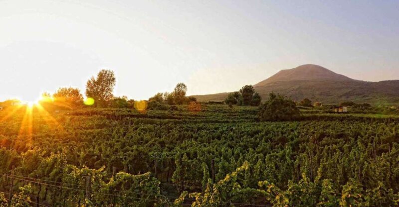 Boscotrecase: Vesuvius Wine Tasting Tour With Lunch - Why Choose This Tour?