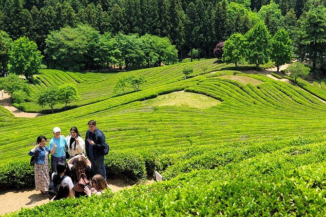Boseong Tea Plantation & Suncheon National Garden[Train+Bus] - Introduction: A Taste of Korea’s Natural Beauty and Local Flavors