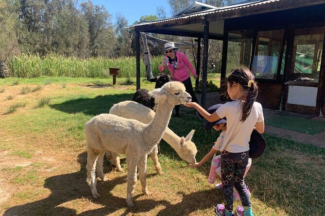 Boshack Farm - Animal, Wildlife, Stargazing Nature Aussie culture - A Full Day of Aussie Farm Life and Adventure