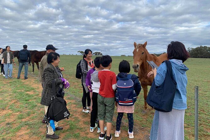 Boshack Farm - Animal, Wildlife, Stargazing Nature Aussie culture - Practical Details and Tips