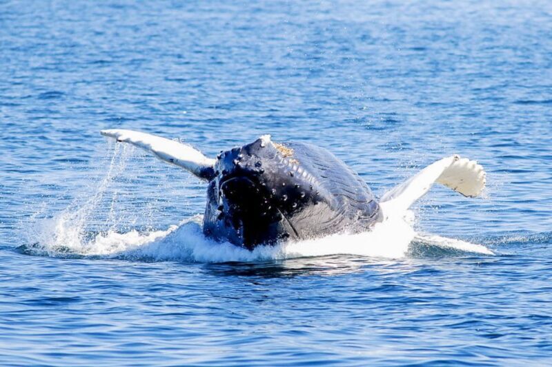 Boston: City Cruises Whale Watching Cruise - FAQ