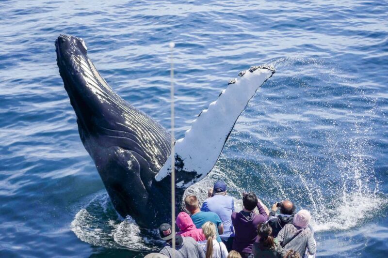 Boston: City Cruises Whale Watching Cruise - Exploring Boston’s Whale Watching Experience in Detail