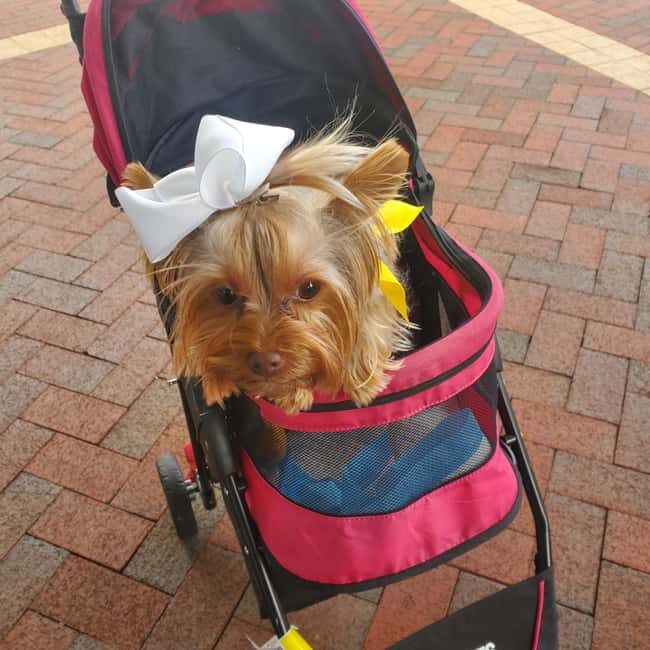 Boston: Dog-Friendly Halloween Costume & Sightseeing Cruise - Final Thoughts: Is This Tour Right for You?