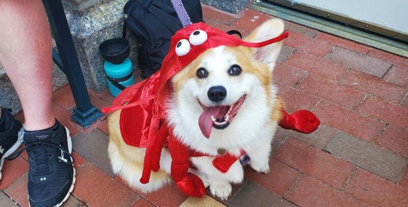 Boston: Dog-Friendly Halloween Costume & Sightseeing Cruise - FAQ
