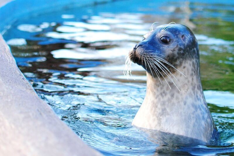 Boston: Explorer Pass Save up to 50% on 30+ Top Attractions - Who Will Love This?