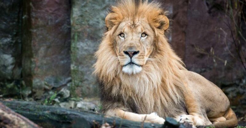 Boston: Franklin Park Zoo Entry Ticket - An In-Depth Look at Franklin Park Zoo