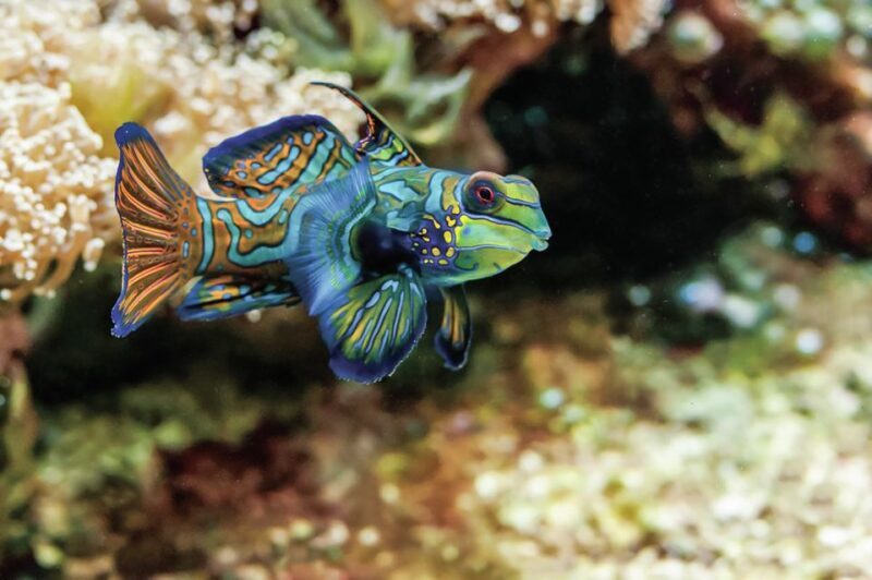 Boston: New England Aquarium Skip-the-Line Entry Ticket - Final Thoughts: Is It Worth It?