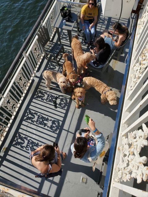 Boston: Scenic Harbor Cruise (Dog-Friendly) - Pricing and Value