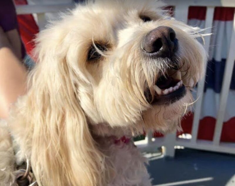 Boston: Scenic Harbor Cruise (Dog-Friendly) - FAQ
