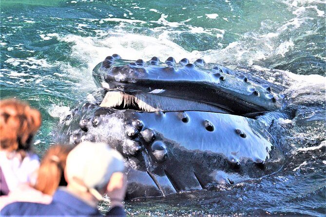 Boston Whale Watching Cruise by High-Speed Catamaran - Introduction