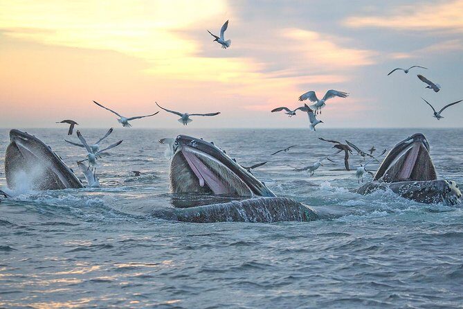 Boston Whale Watching Cruise by High-Speed Catamaran - Why This Tour Is a Great Value