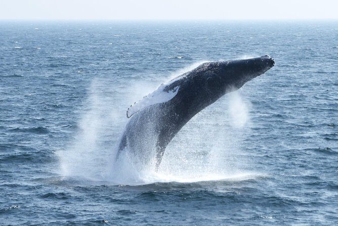 Boston Whale Watching Cruise by High-Speed Catamaran - Who Will Love This Experience?