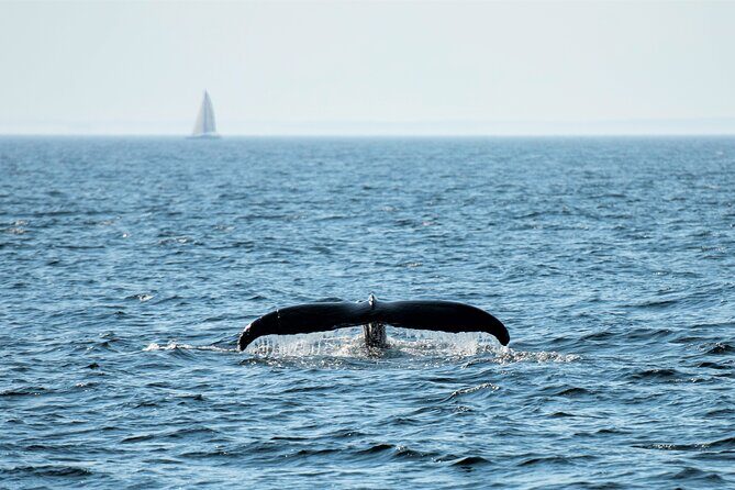 Boston Whale Watching Cruise by High-Speed Catamaran - Final Thoughts