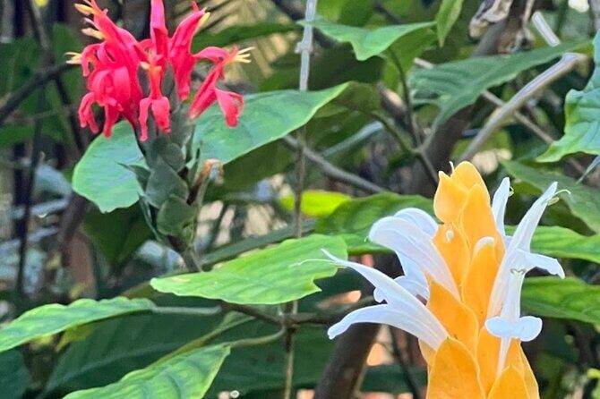 Botanical and Bird Sanctuary Tour in Montego Bay - Key Points