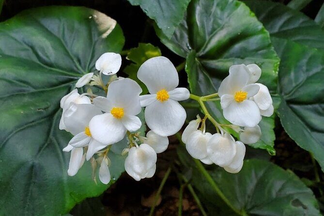 Botanical and Bird Sanctuary Tour in Montego Bay - The Value of the Tour