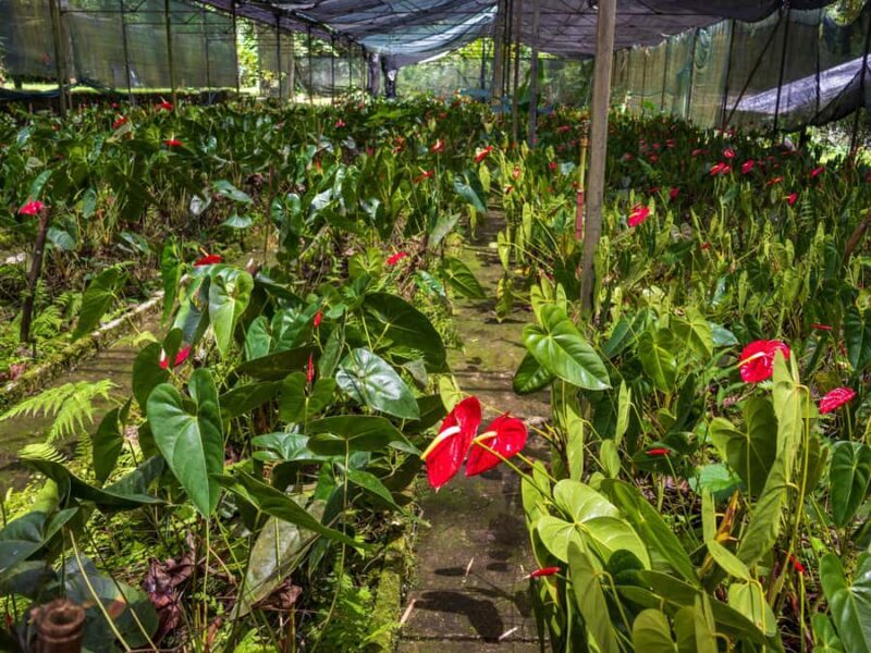 Botanical experience in Argovia: Flowers, Trail, and Tasting - A Closer Look at the Tour Experience