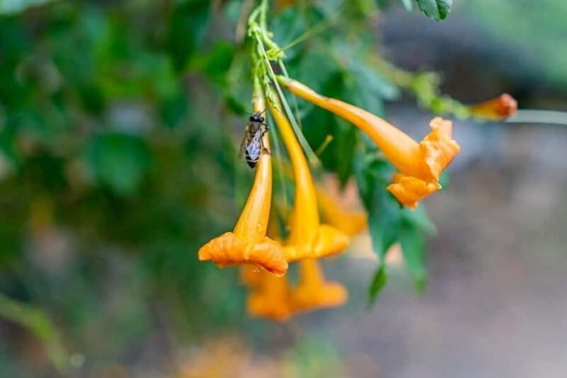 Botanical Garden & Aromas of the Wild Nature Adventures - Why this Tour Shines