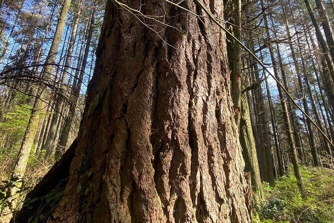 Botany of Witchcraft - Key Points